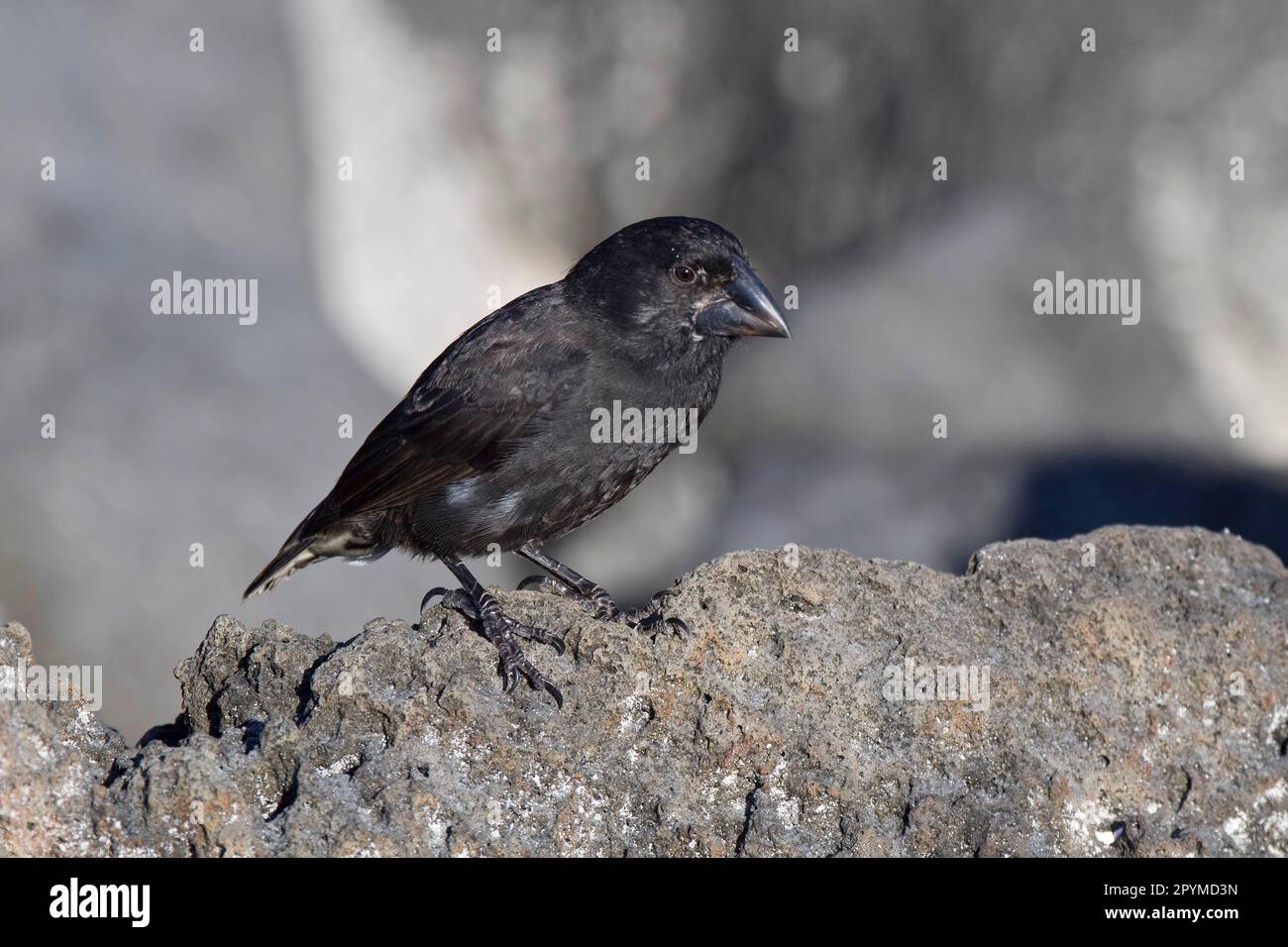 Ground Finch, Opuntia Ground Finch, Darwin's Finches, endemic ...