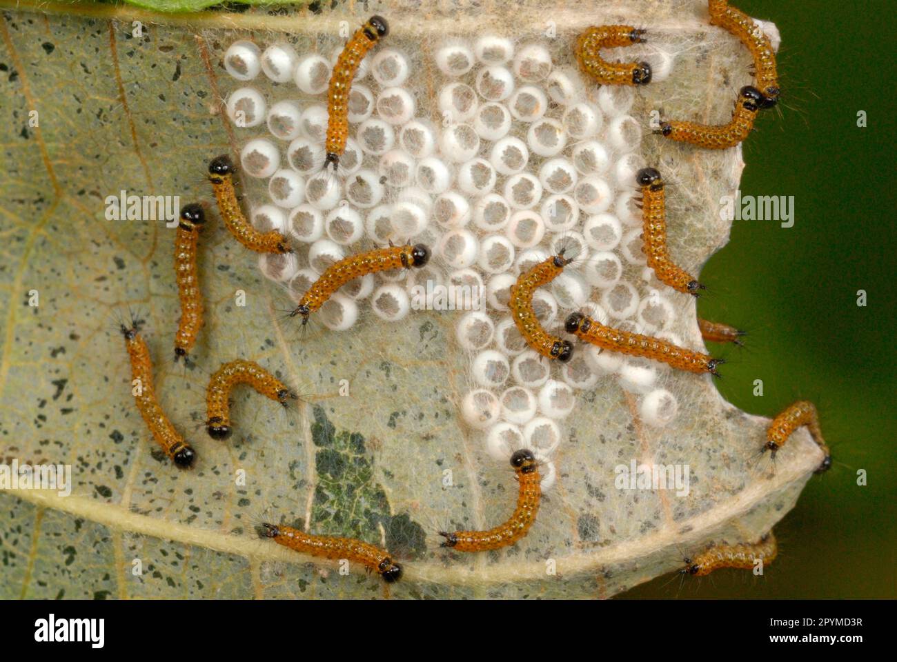 Moonbird, Moonspot, buff-tips (Phalera bucephala), Insects, Moths ...