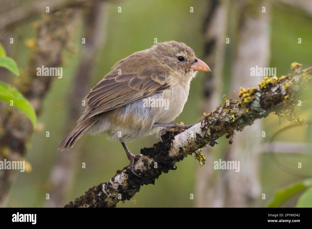 Woodpecker finch (Camarhynchus pallidus), Woodpecker Finch, Songbirds ...
