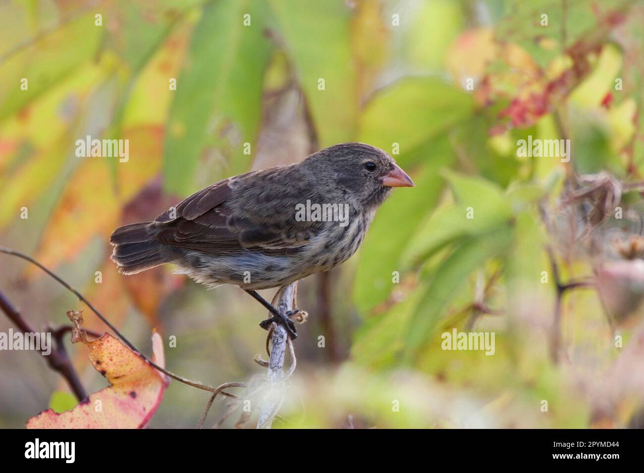 Small Ground Finch, Galapagos Finch, Darwin Finch, Galapagos Finches ...