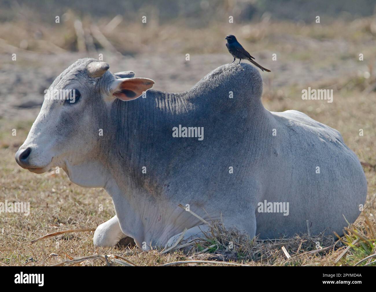 Domestic cattle, brahma cattle (Bos indicus) adult, resting, with Black ...