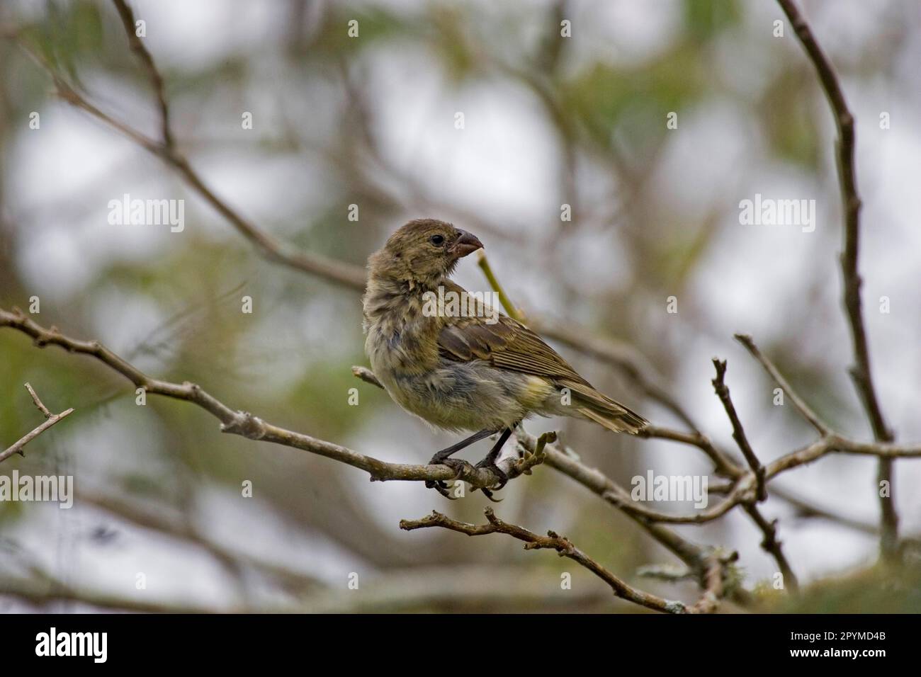 Thick-billed Darwin Finch, Thick-billed Darwin Finches, Darwin Finches ...