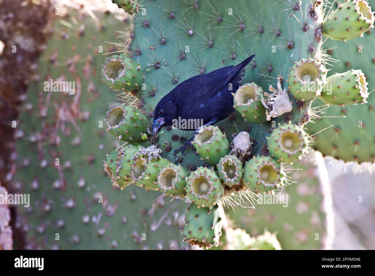 Cactus ground finch, cactus ground finches, Darwin's finches, endemic ...