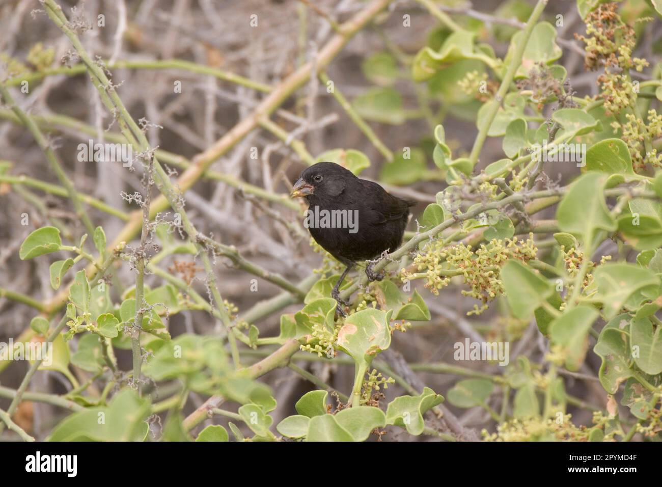 Medium Ground Finch (Geospiza fortis), Medium medium ground finch ...