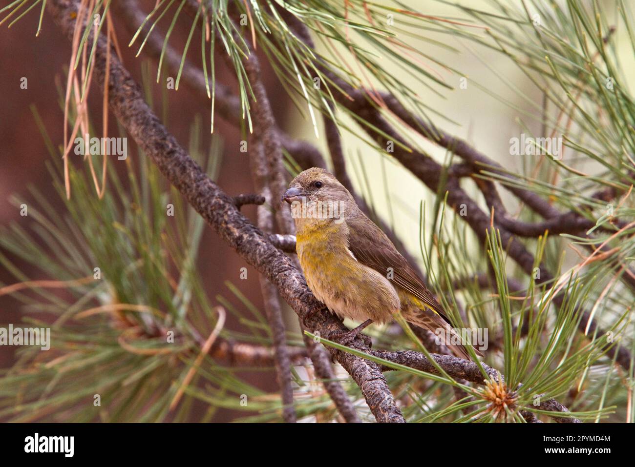 Spruce Crossbill, Spruce Crossbills, Songbirds, Animals, Birds, Finches ...