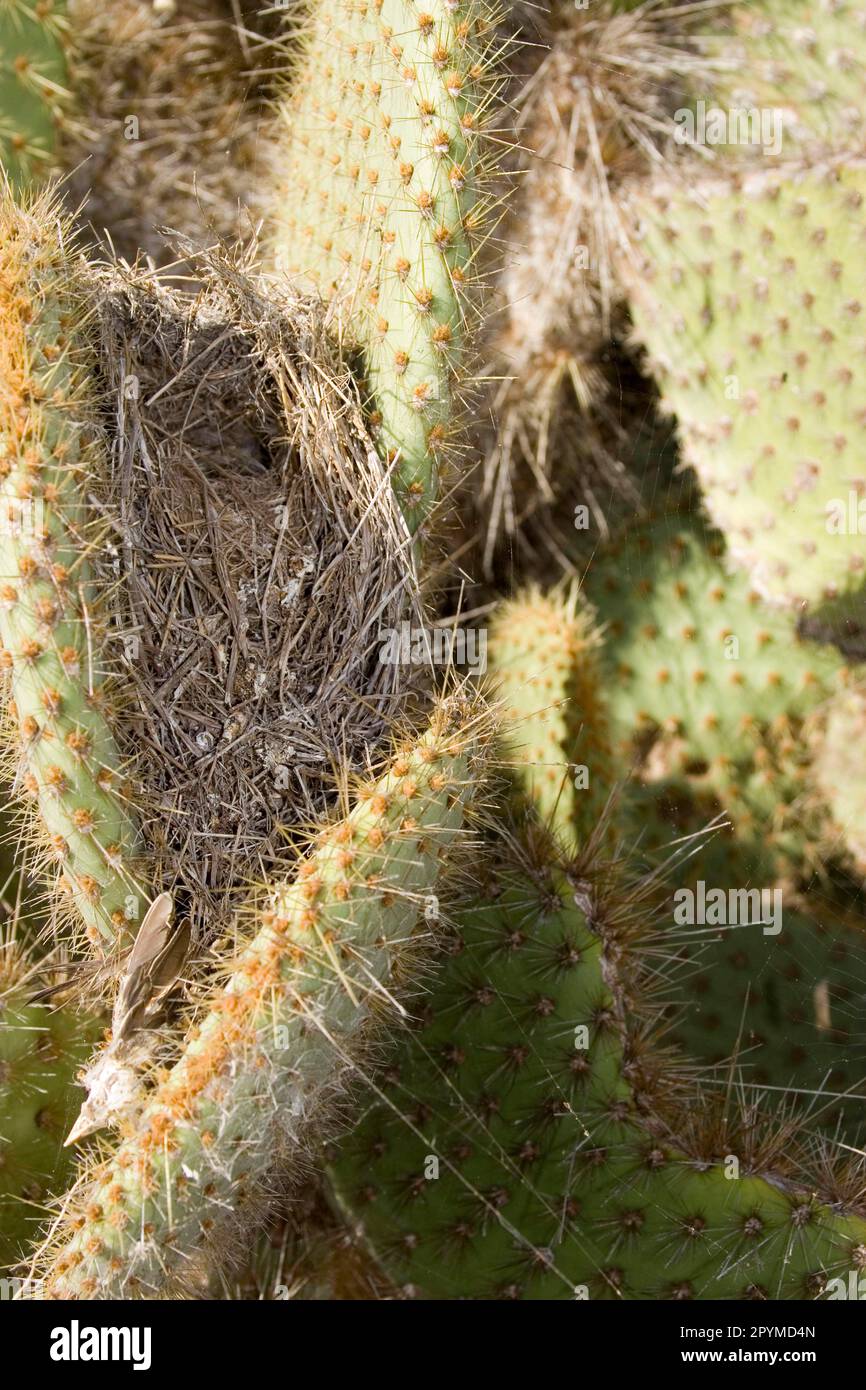 Cactus (Opuntia) Ground Finch, common cactus finch (Geospiza scandens ...