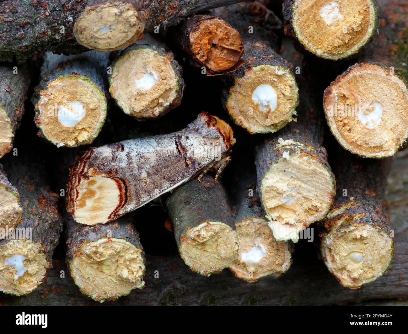 Moonbird, Moonspot, buff-tips (Phalera bucephala), Insects, Moths ...