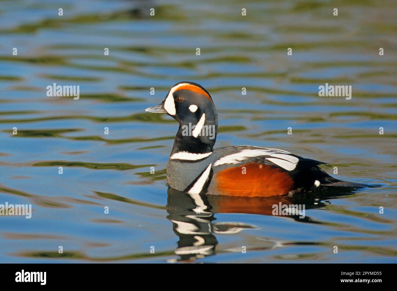 Drake harlequin duck hi-res stock photography and images - Alamy