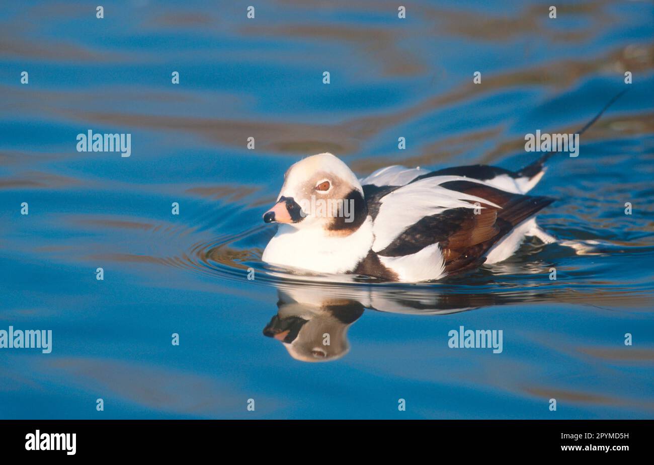 Long tailed duck male drake hi-res stock photography and images - Alamy