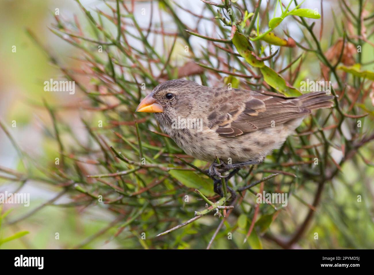 Medium Ground Finch, Medium Ground Finches, Galapagos Finch, Darwin ...
