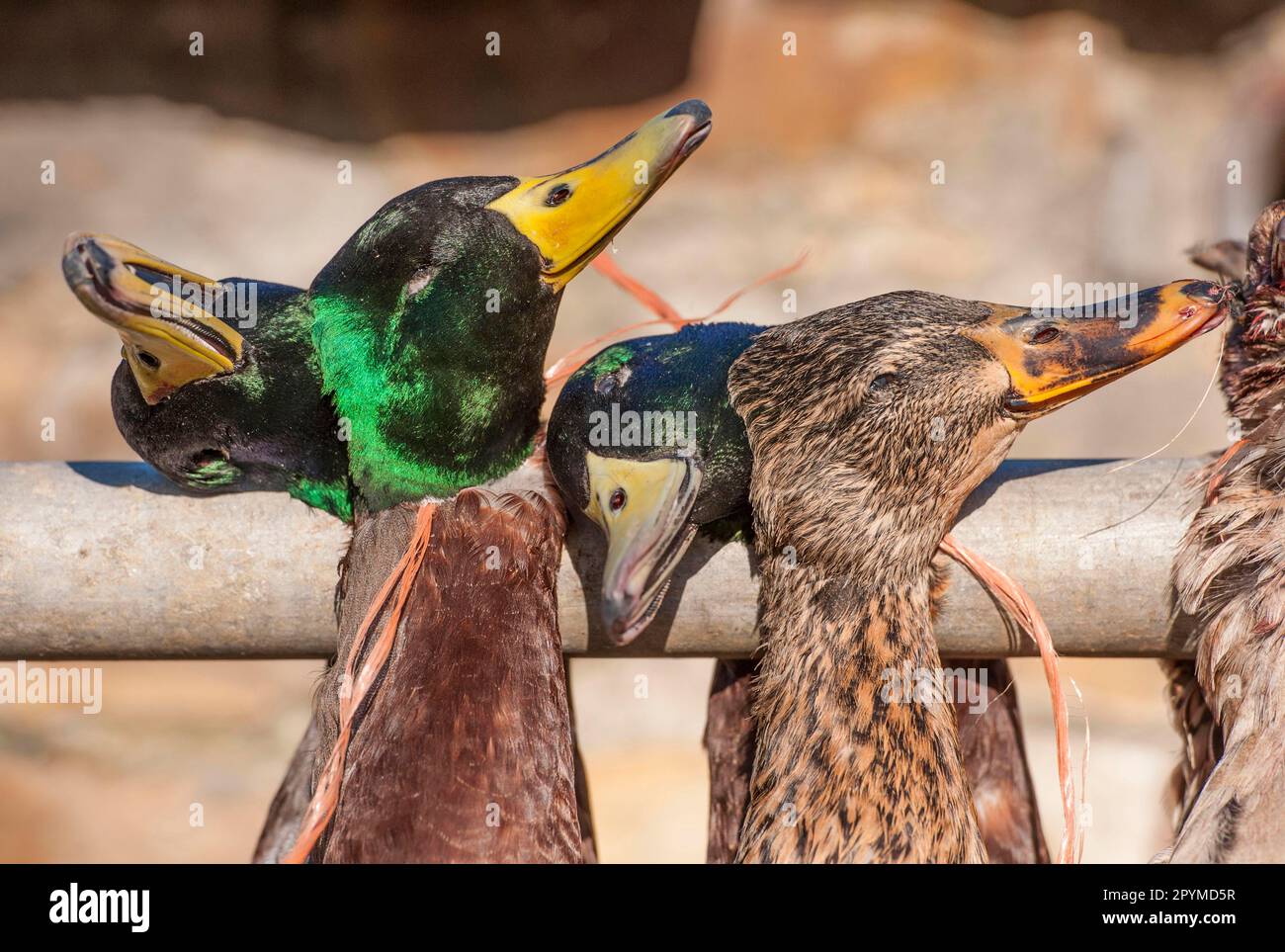 Mallards (Anas platyrhynchos) dead adult males and females, hanged ...
