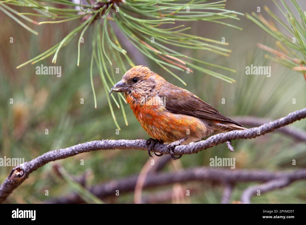 Spruce Crossbill, Spruce Crossbills, Songbirds, Animals, Birds, Finches ...