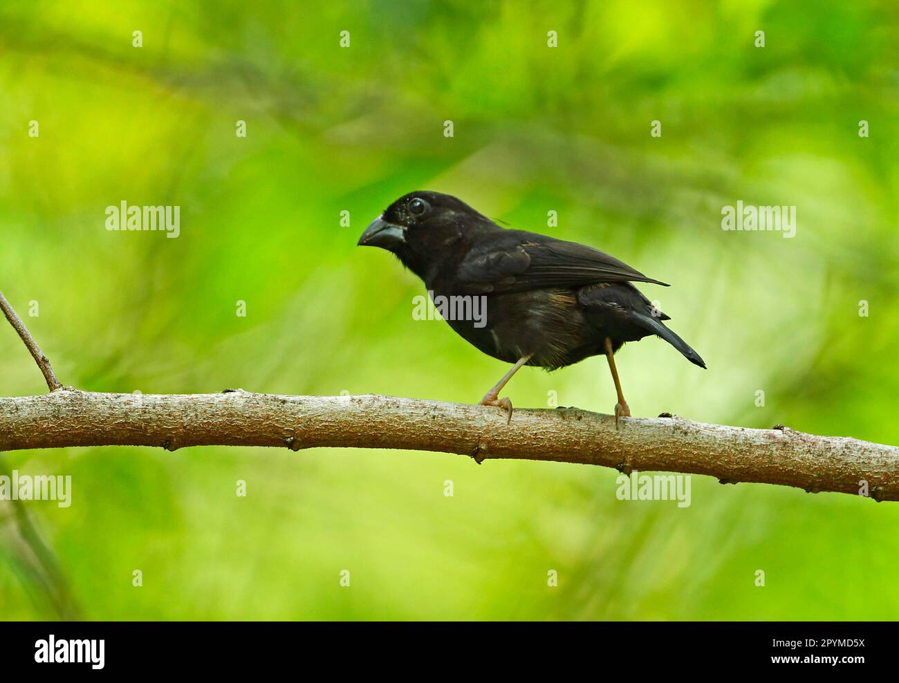 St Lucia Black Finch (Melanospiza richardsoni) adult male, sitting on a ...