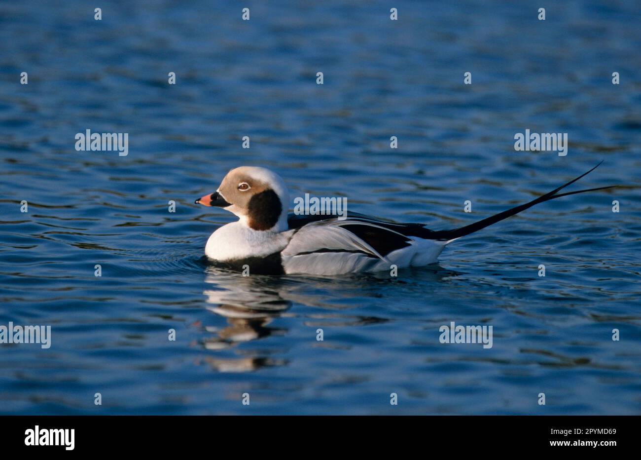 Drake long tailed duck hi-res stock photography and images - Alamy