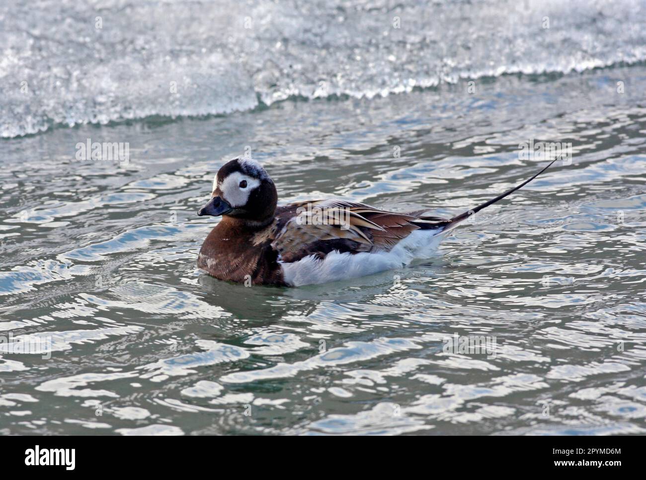 Norwegian duck hi-res stock photography and images - Alamy