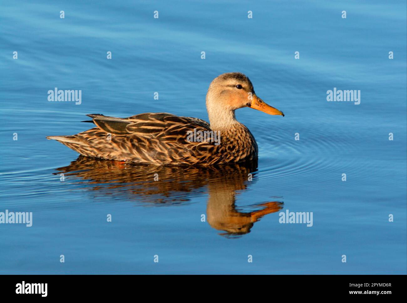 Mottled Duck (Anas fulvigula) adult female, swimming, Sanibel Island ...