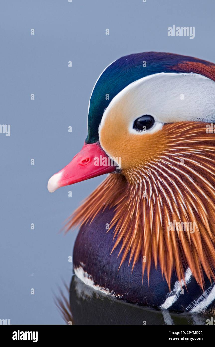Mandarin Duck (Aix galericulata) introduced species, adult male ...