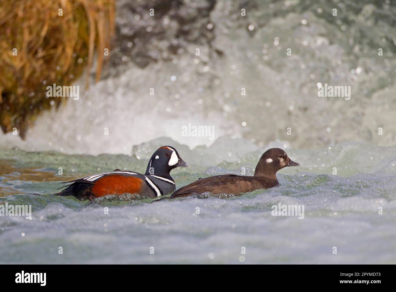 Harlequin Duck (Histrionicus histrionicus) adult pair, breeding plumage ...