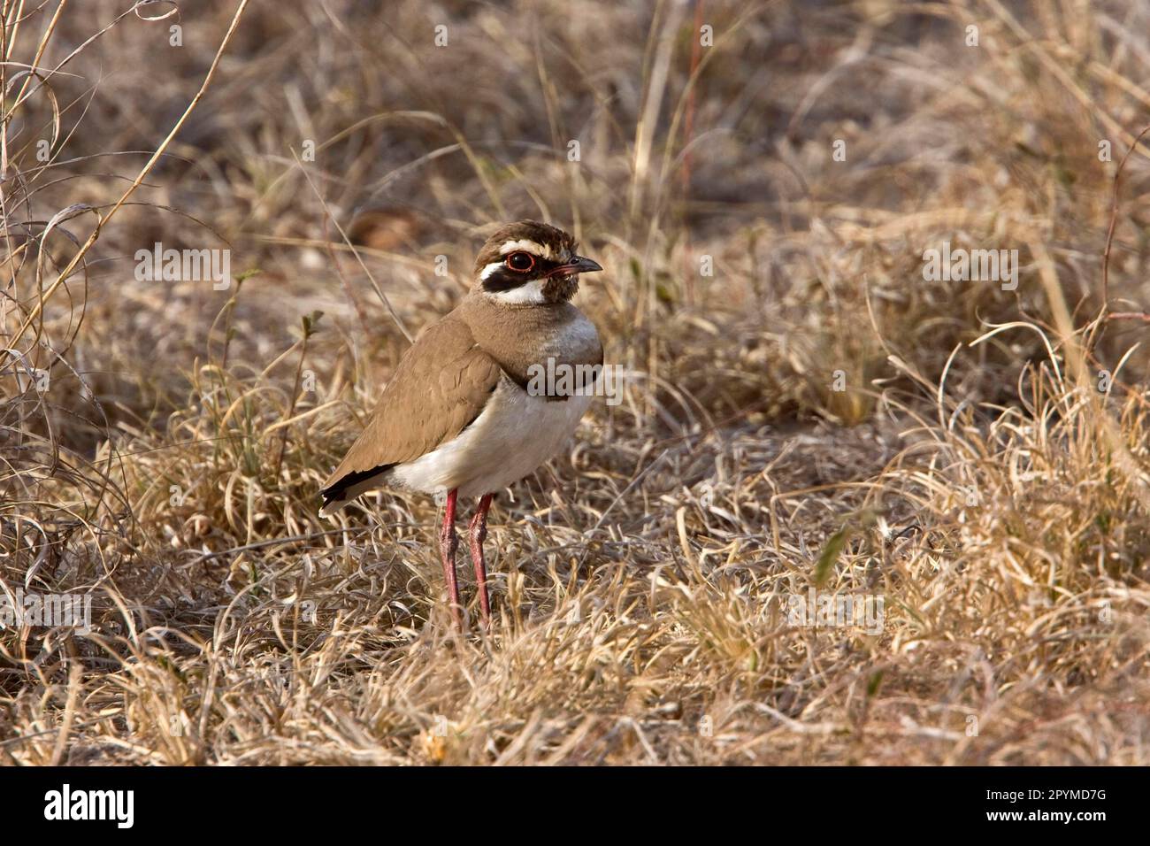 Bronze Winged Racer, Kruger Nat Pk South Africa Stock Photo - Alamy