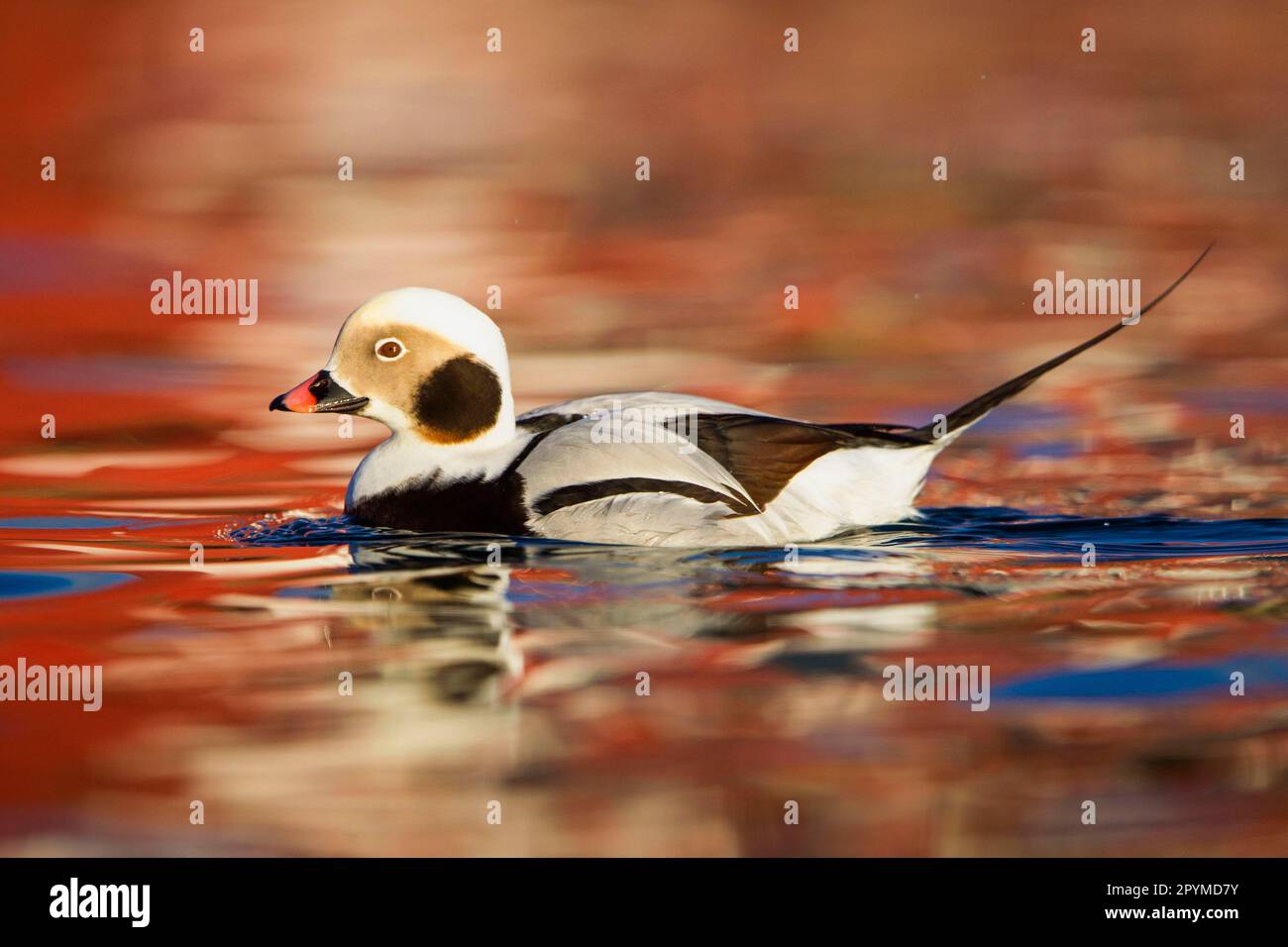 Long-tailed duck (Clangula hyemalis) adult male, winter plumage ...