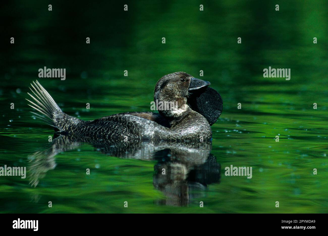 Musk duck (Biziura lobata), Muscovy Ducks, Ducks, Goose Birds, Animals ...