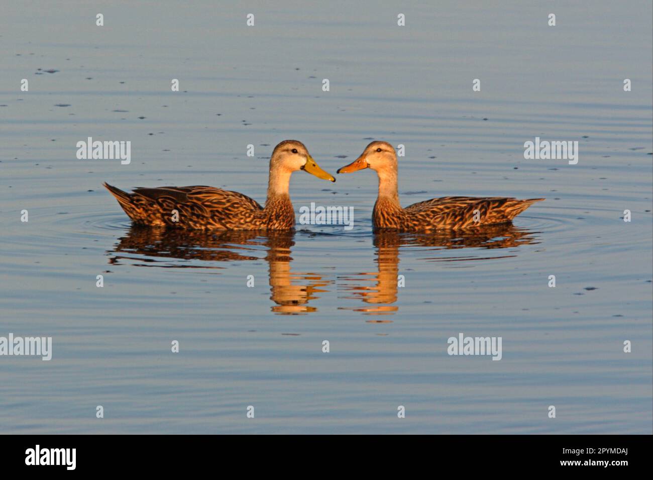 Mottled duck anas fulvigula adult pair hi-res stock photography and ...