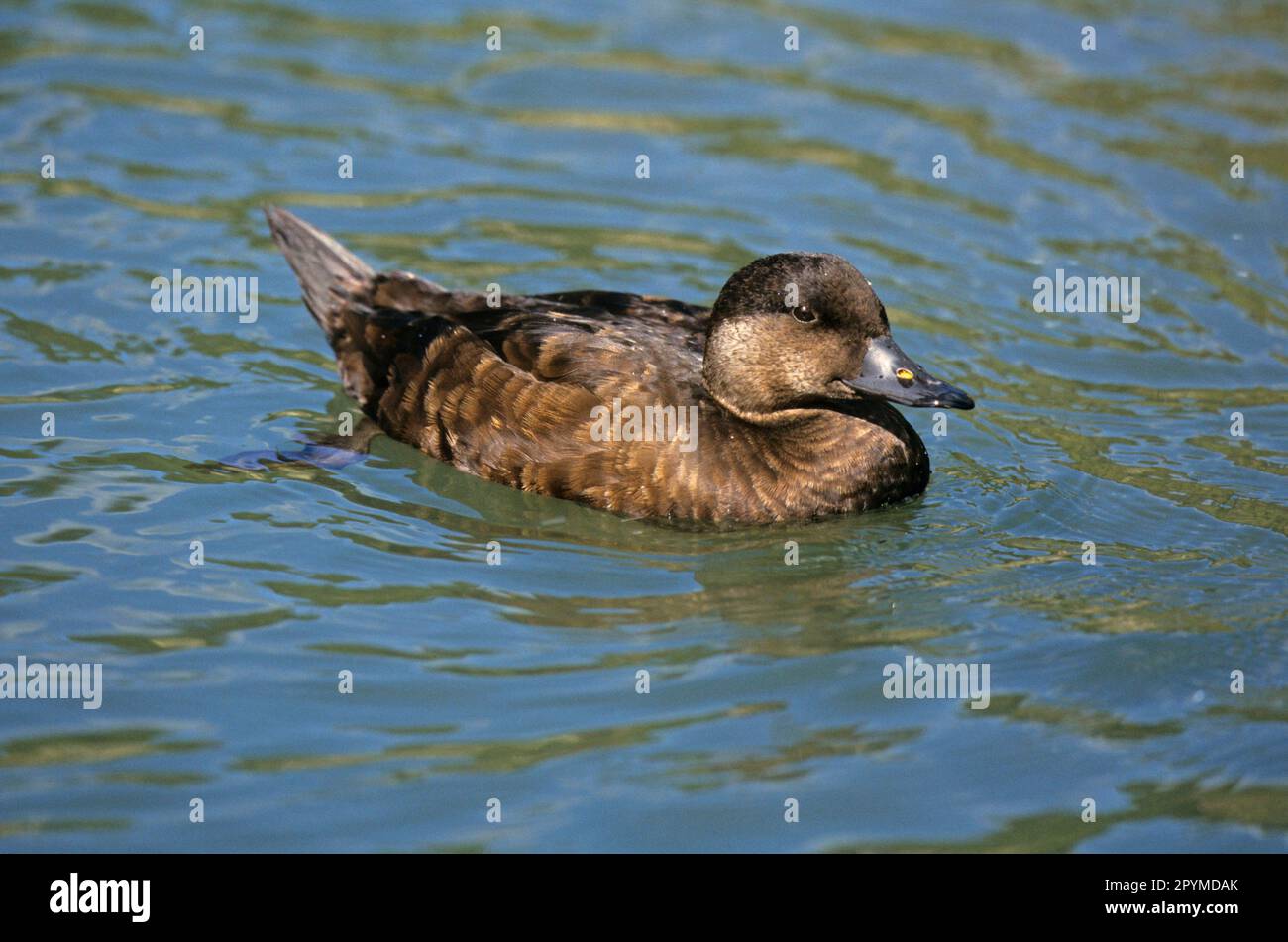 Common scoter (Melanitta nigra), scoter, ducks, geese, animals, birds ...