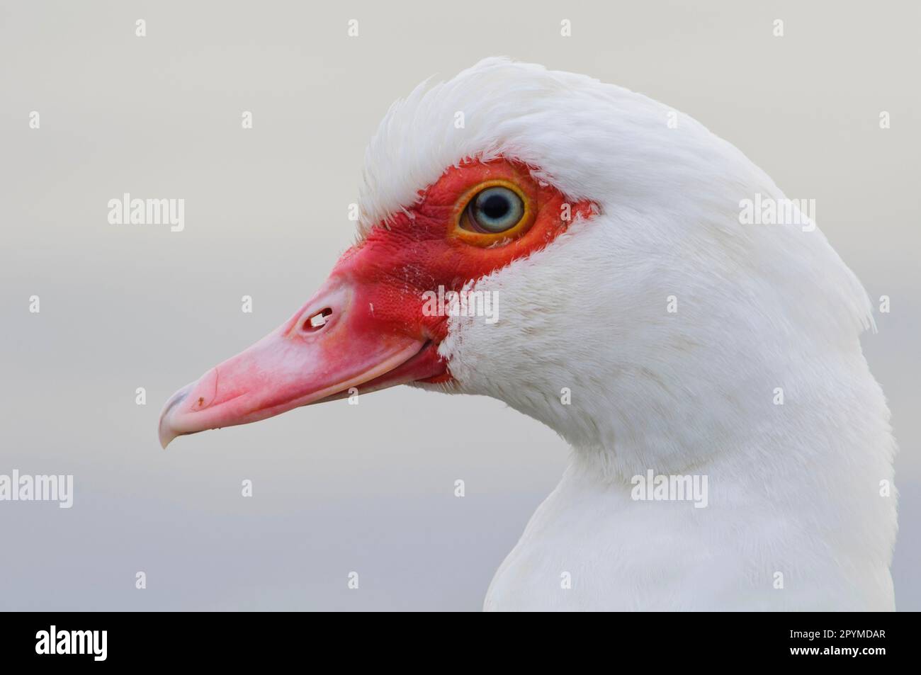 Muscovy Duck, domestic muscovy duck (Cairina moschata forma domestica ...