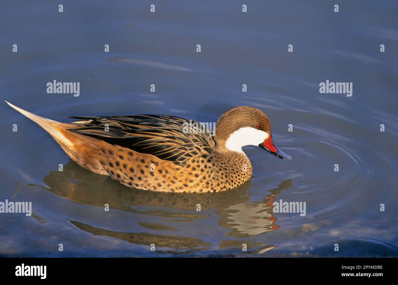 White-cheeked pintail (Anas bahamensis) drake swimming Stock Photo - Alamy