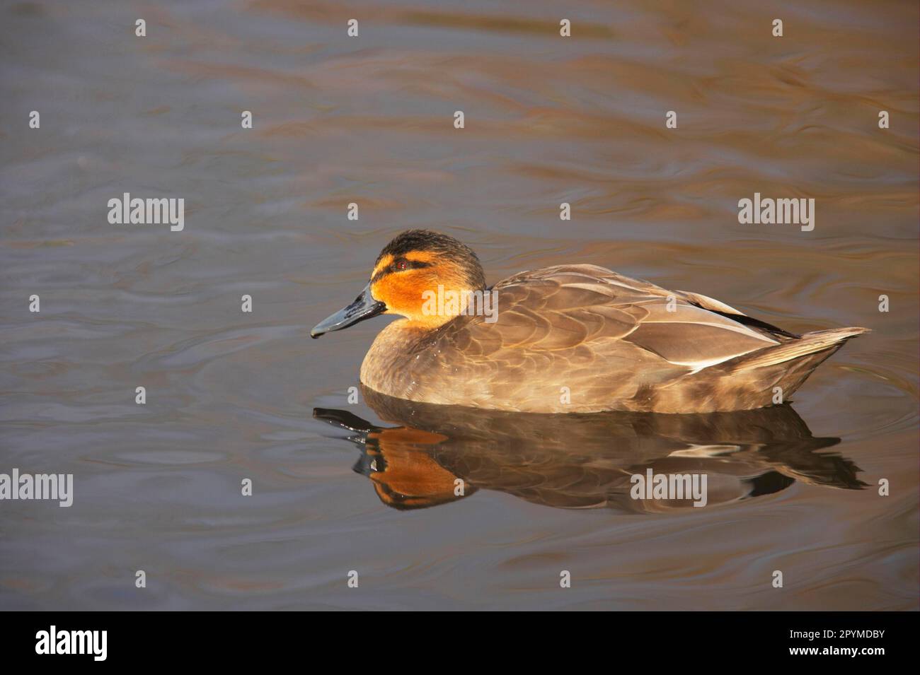 Philippine Duck (Anas luzonica) adult, swimming, Martin Mere W. W. T ...