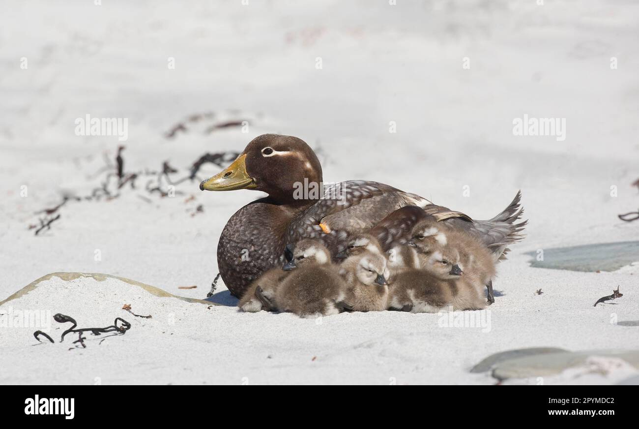 Falkland steamer ducks (Tachyeres brachypterus), endemic, goose bird ...