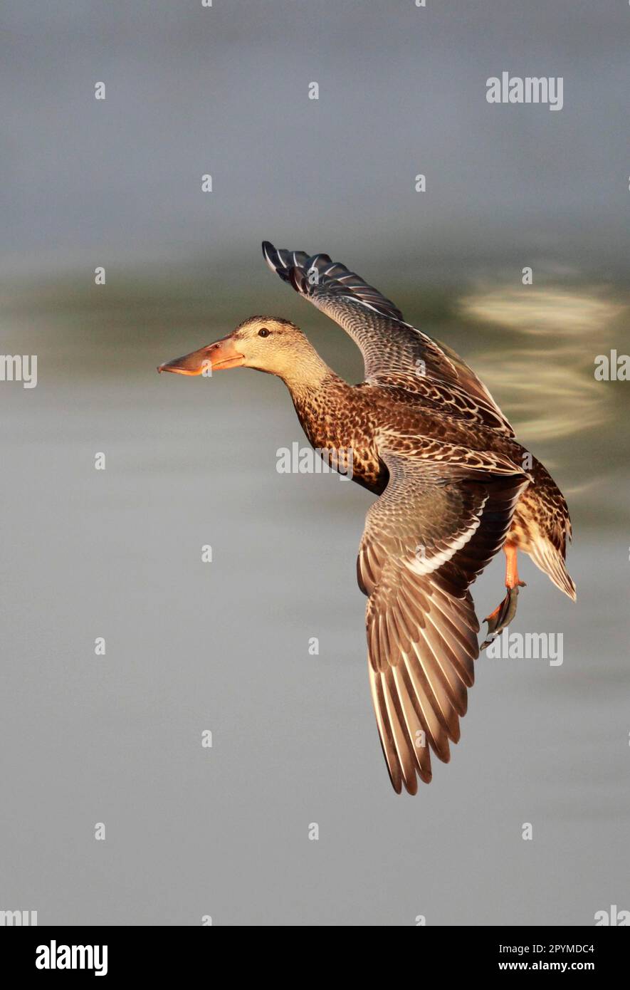 Northern shovelers (Anas clypeata), Shoveler ducks, Ducks, Goose birds, Animals, Birds, Northern ...