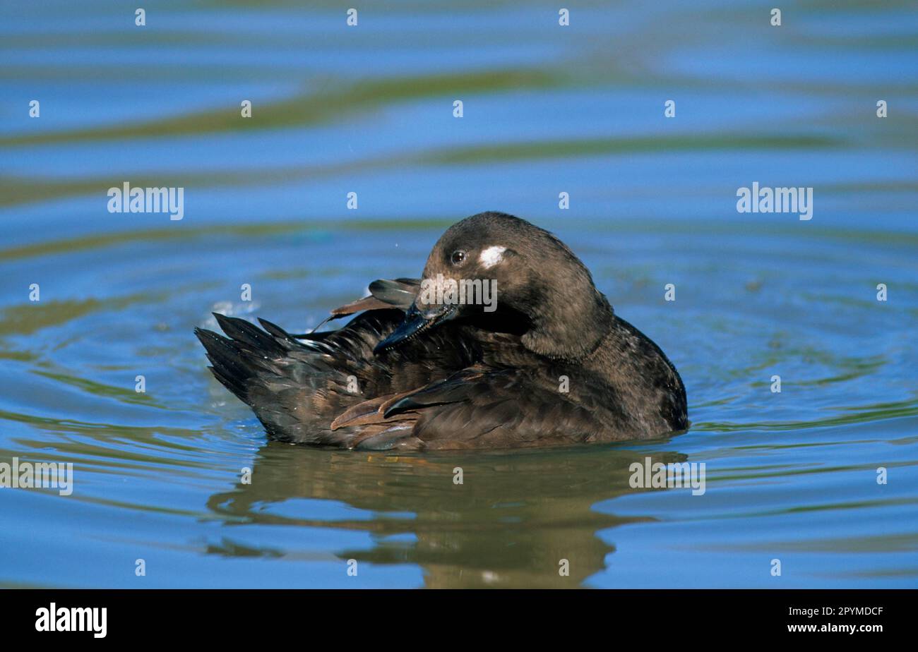 Velvet scoter (Melanitta fusca), adult female preening while swimming ...