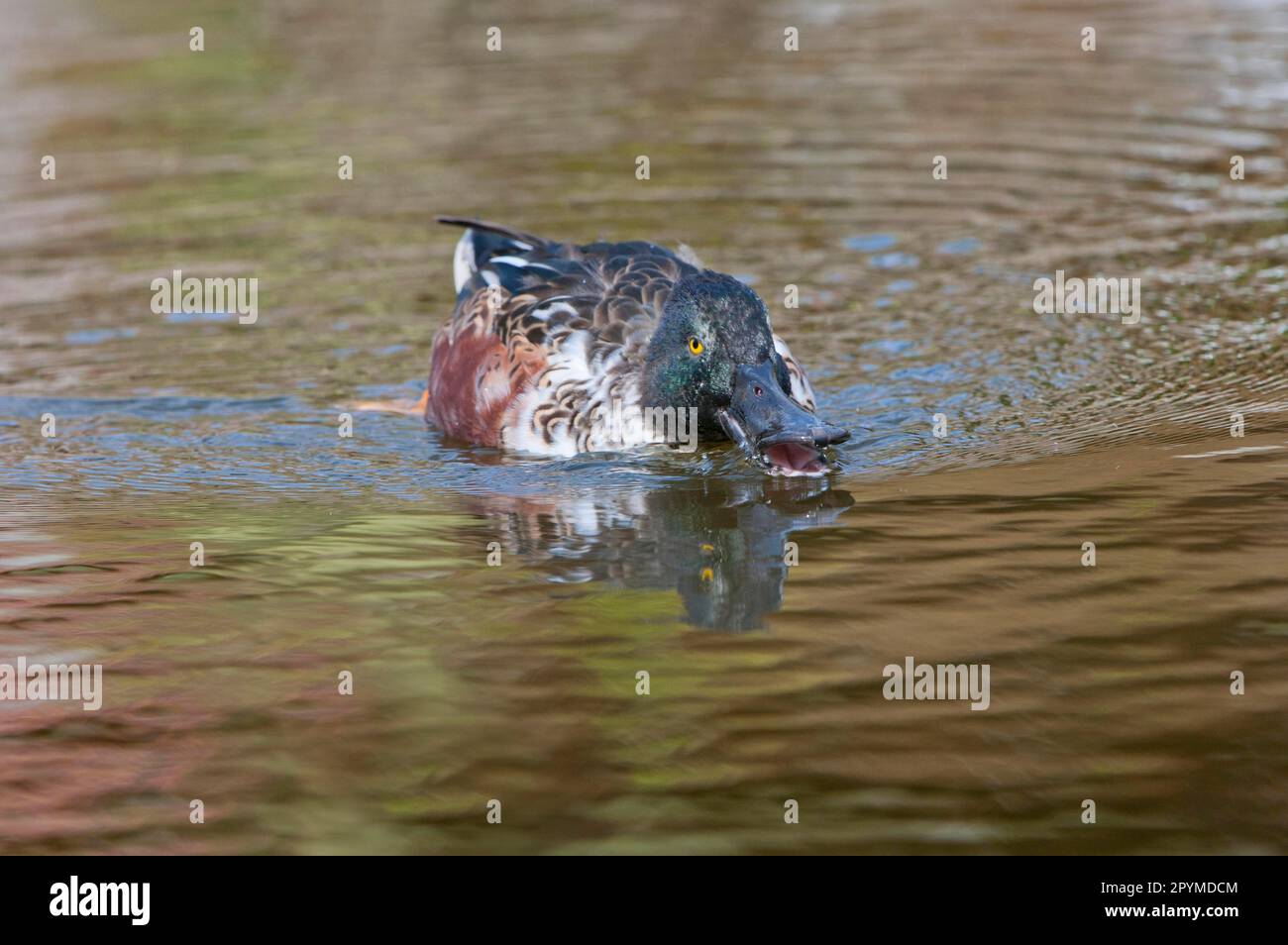 Northern shovelers (Anas clypeata), Shoveler ducks, Ducks, Goose birds ...