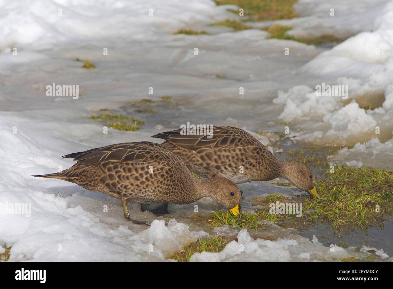 South georgia point tailed ducks hi-res stock photography and images ...
