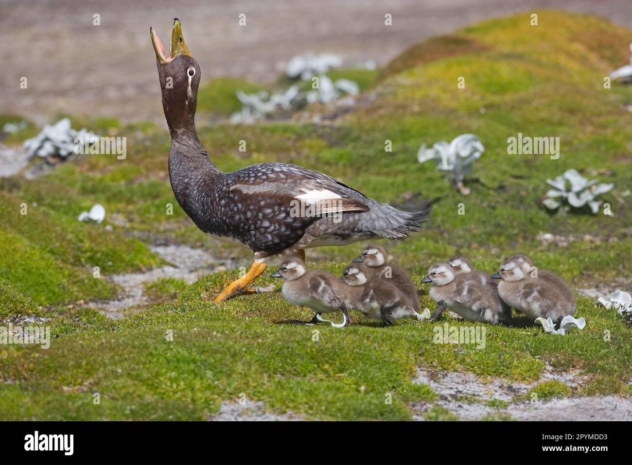 Falkland steamer ducks (Tachyeres brachypterus), endemic, goose bird ...