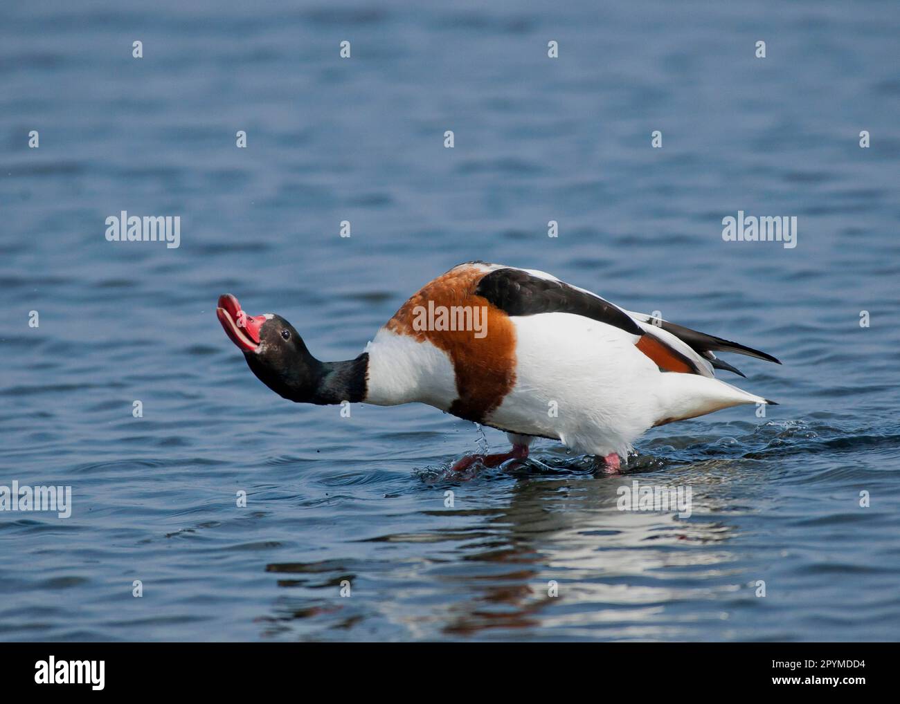 Common Shelduck (Tadorna tadorna) adult female, in aggressive posture ...