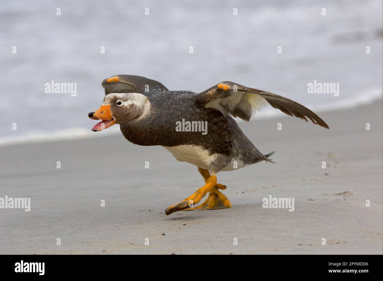 Falkland Flightless falkland steamer duck (Tachyeres brachypterus ...