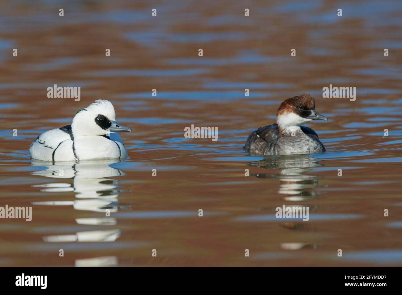 Smew (Mergus albellus), Goosander, Animals, Birds, Smew (Mergellus ...