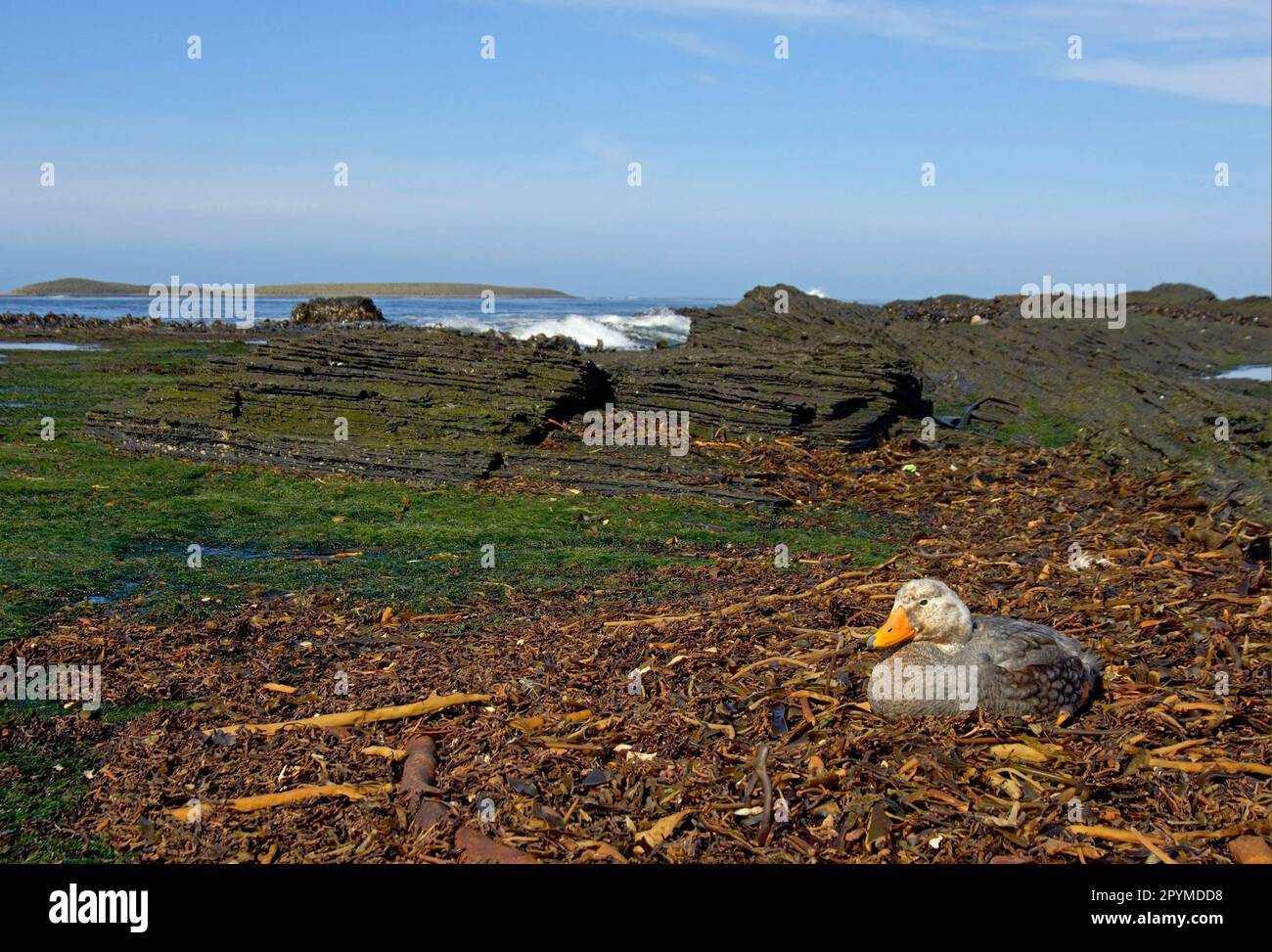 Falkland steamer ducks (Tachyeres brachypterus), endemic, goose bird ...