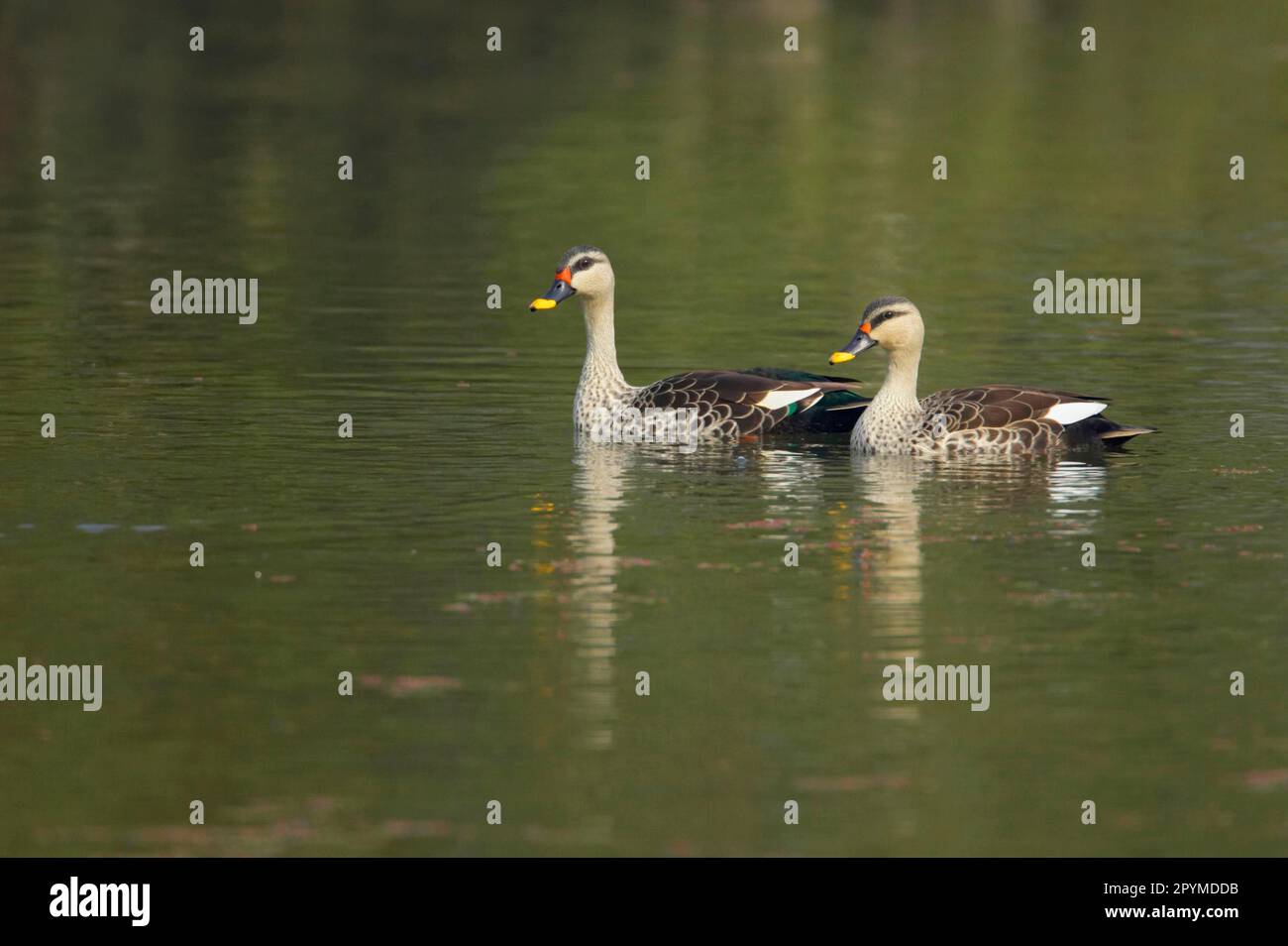 Adult spot billed duck hi-res stock photography and images - Alamy