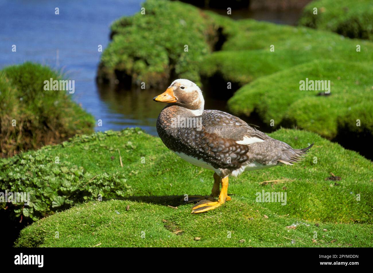 Falkland Steamer Duck, Falkland Steamer Ducks, Endemic, Goose Bird ...