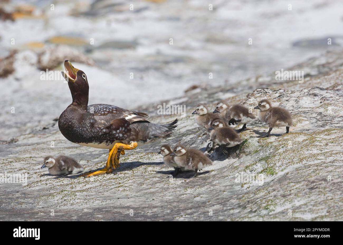Falkland steamer ducks (Tachyeres brachypterus), endemic, goose bird ...