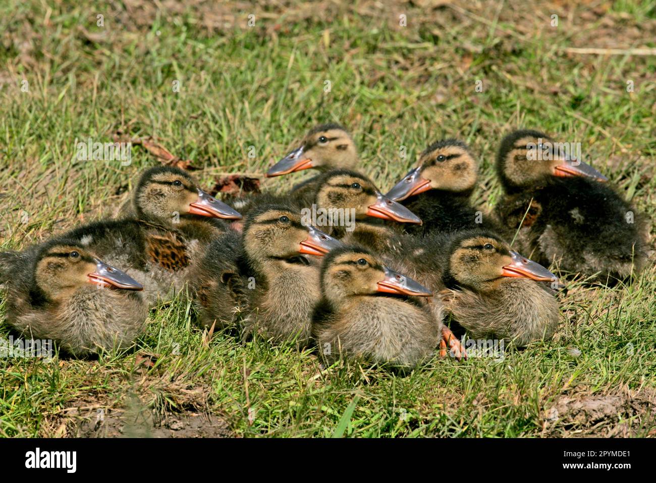 Northern shovelers (Anas clypeata), Shoveler ducks, Ducks, Goose birds ...