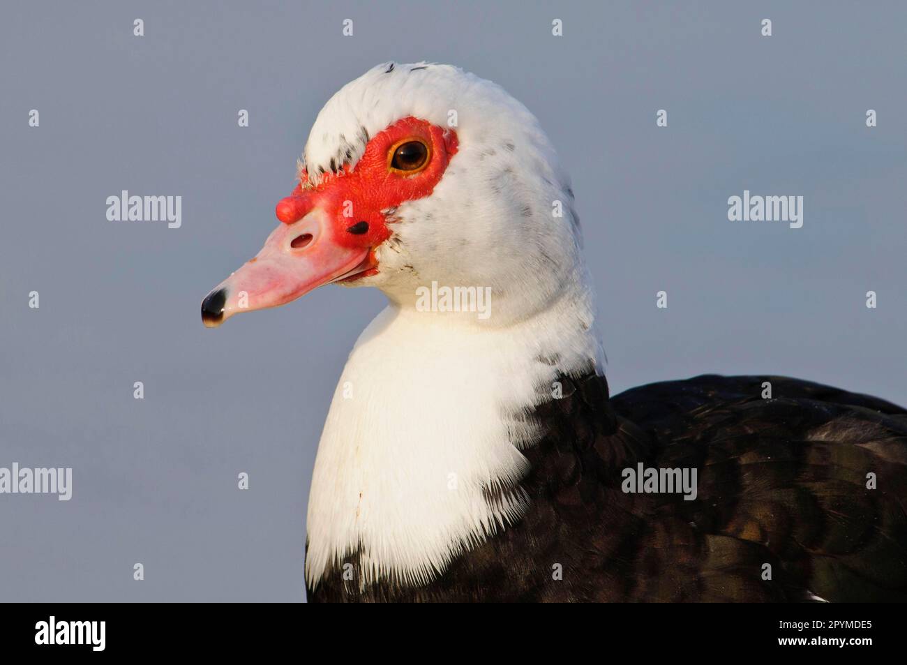Muscovy Duck, domestic muscovy duck (Cairina moschata forma domestica ...