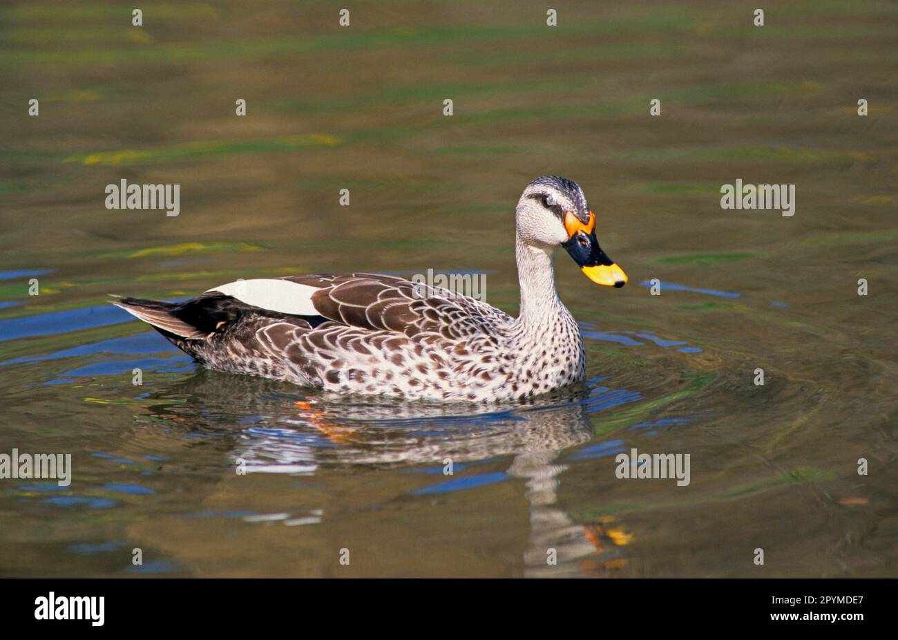 Indian Spotted Duck (Anas poecilorhyncha poecilorhyncha) adult male ...