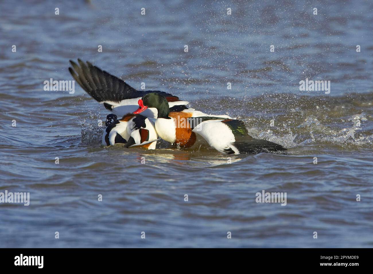 Common shelducks (Tadorna tadorna), goose bird, half geese, animals ...