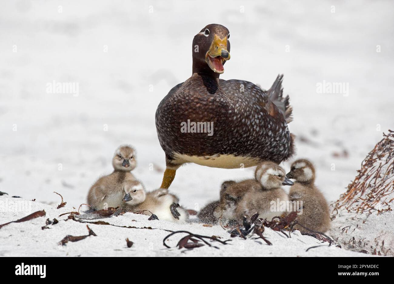 Falkland steamer ducks (Tachyeres brachypterus), endemic, goose bird ...
