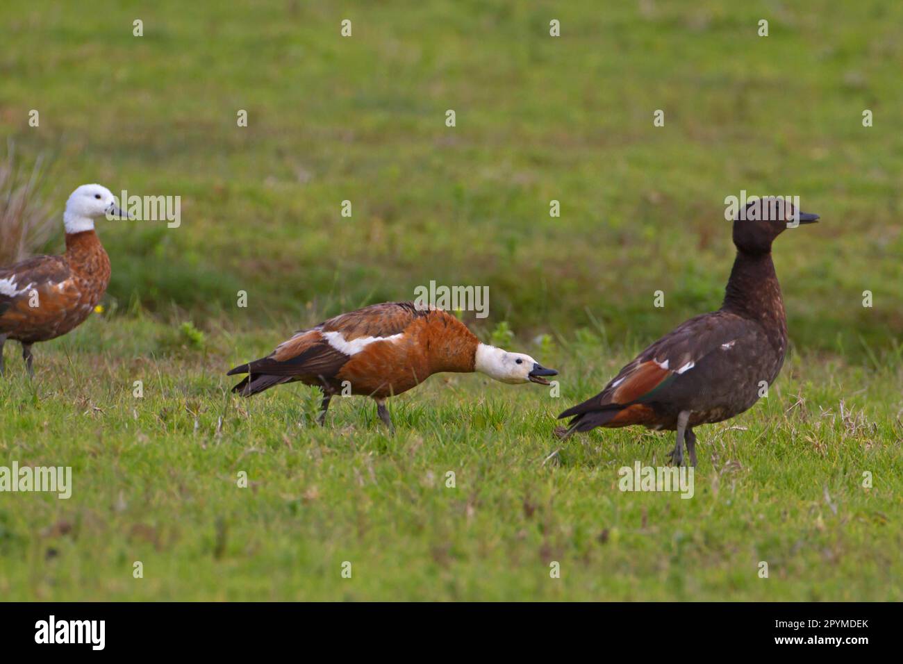Paradise geese hi-res stock photography and images - Alamy