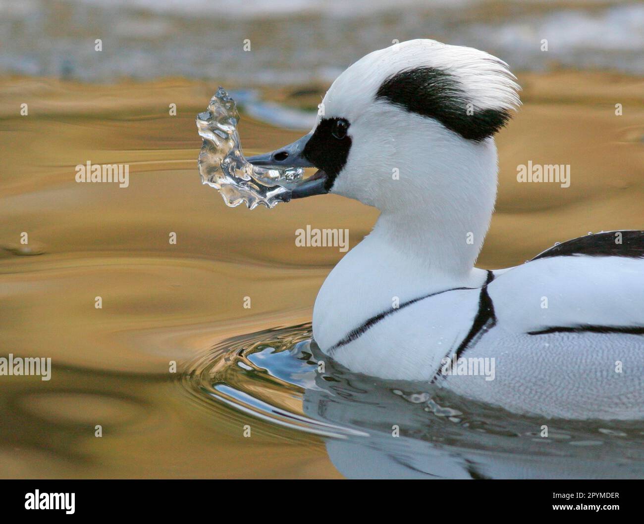 Smew (Mergus albellus), Goosander, Animals, Birds, Smew (Mergellus ...